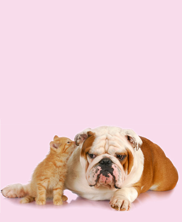 Pet Network Online Pet Supplies, Vet Bed, Dog Show & Grooming Products – PetNetwork