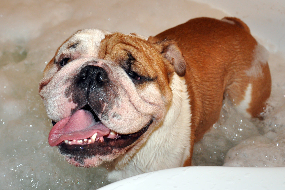 Pet Network Online Pet Supplies, Vet Bed, Dog Show & Grooming Products ...