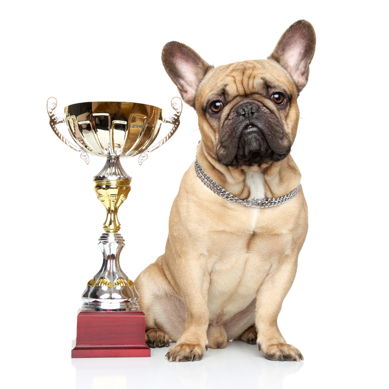 Pet Network Online Pet Supplies, Vet Bed, Dog Show & Grooming Products – PetNetwork