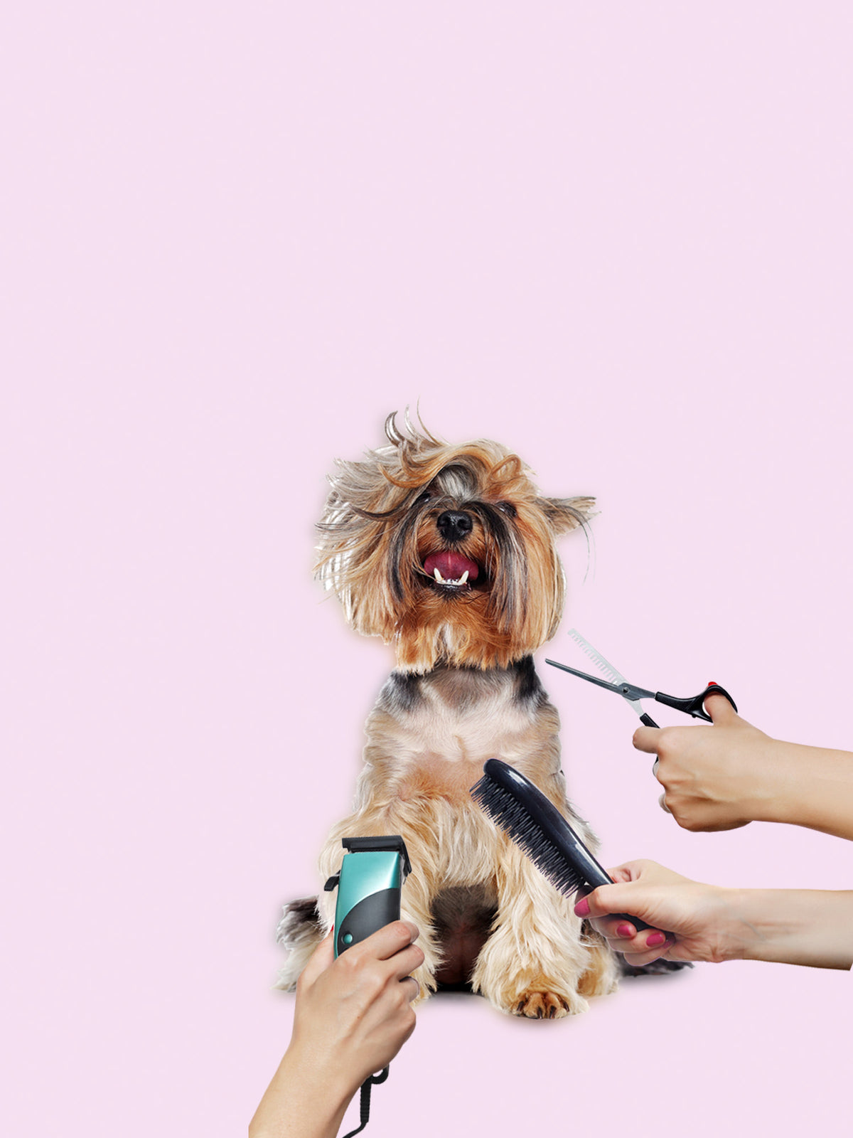 Pet Network Online Pet Supplies, Vet Bed, Dog Show & Grooming Products – PetNetwork