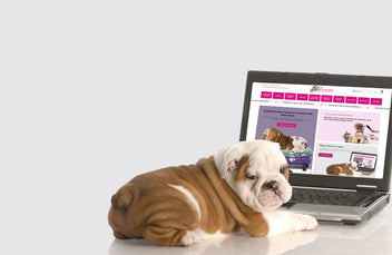 Pet Network Online Pet Supplies, Vet Bed, Dog Show & Grooming Products ...